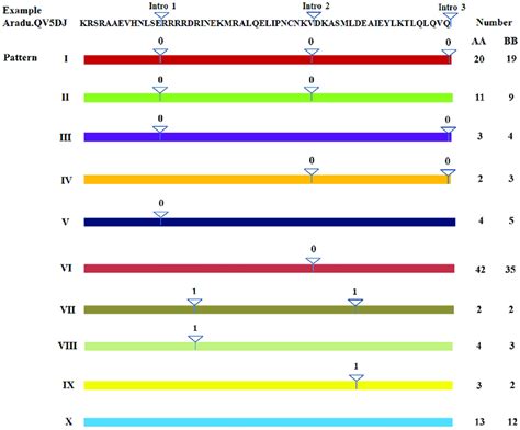 The Distribution Of Introns Within Domains Of Peanut Bhlh Proteins All
