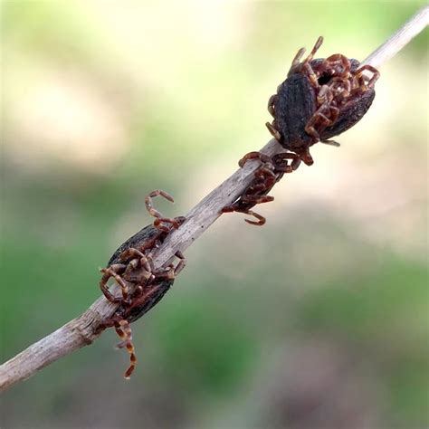 El pueblo español que tiene más ermitas está en Cáceres datan de entre los siglos XV y XVIII