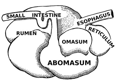 Digestive System Sheep Productive System