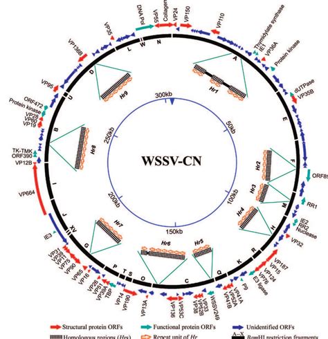 Schematic Map Of The Circular Dsdna White Spot Syndrome