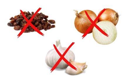 Low Fodmap Bread Shopping Guide Gut Health And Nutrition