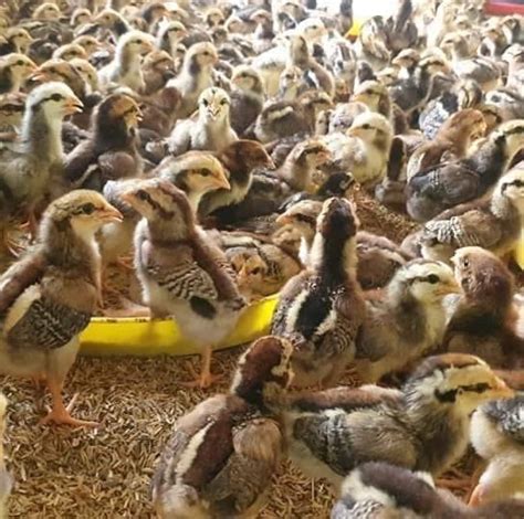 កសិដ្ឋានផ្គត់ផ្គង់មាន់ស្រែនឹងទាកាប៉ា