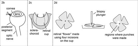 Retinal Dissection And Punch Preparation Download Scientific Diagram
