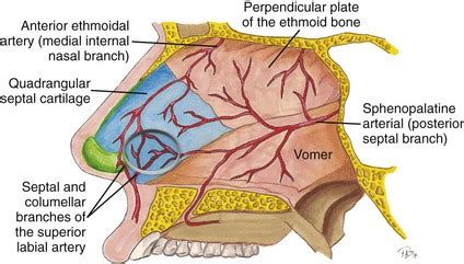 Superior Labial Artery Anatomy