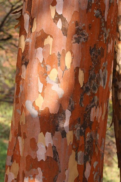 Beautiful Specimen Of Stewartia Pseudocamellia At Nikko Botanical Garden