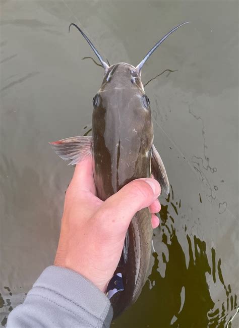 Cats And Flies Fly Fishing Catfish