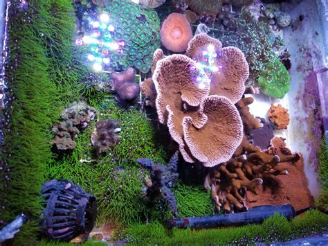 Adding SPS To Pico Tank Reef2Reef