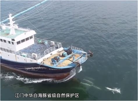 可可爱爱！中华白海豚在船头欢快冲浪 媒体看山大
