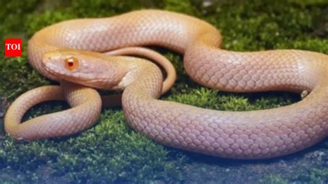 Albino Snake Small