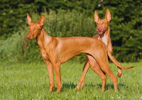 Differenze Genetiche Strutturali E Caratteriali Tra Il Pharaon Hound E