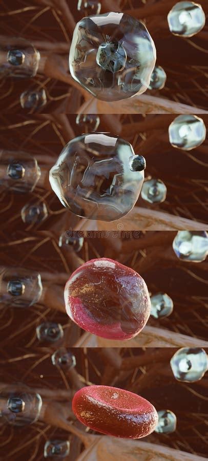 产生红细胞形成干细胞的血红素 库存例证 插画 包括有 神经 回报 中坚力量 淋巴细胞 生活 红色 223417000