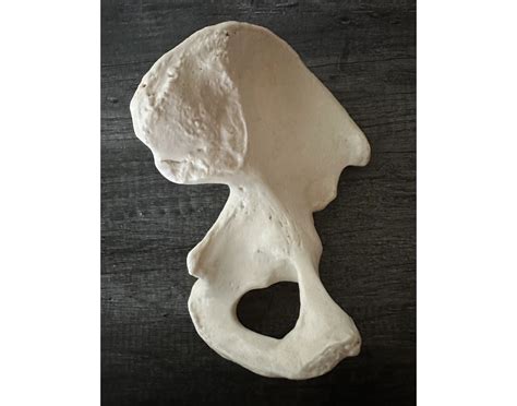 Labeling Ox Coxae Quiz