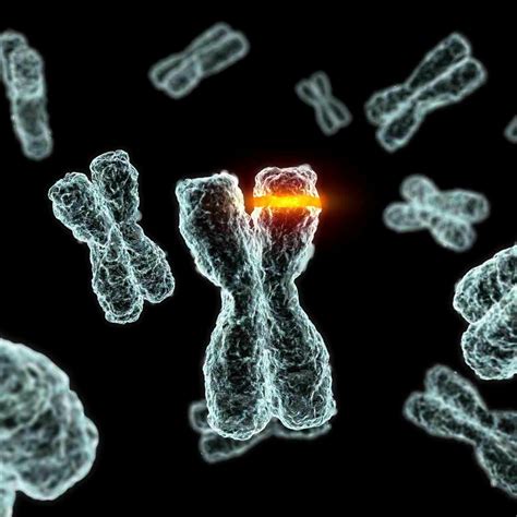 Chromosome 13 Abnormalities