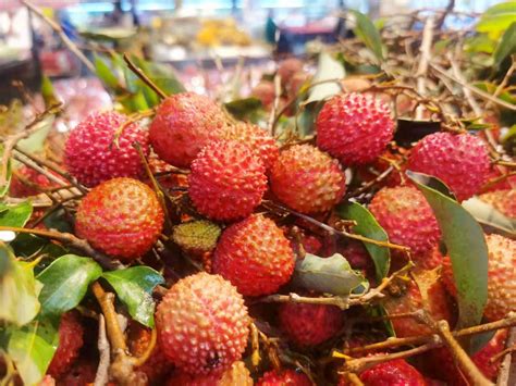 夏天吃荔枝，桂味、妃子笑、糯米糍、三月红谁更值得买？差别大了品种