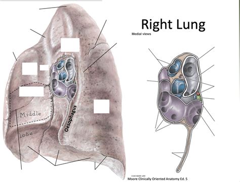 Hilum Of Lung