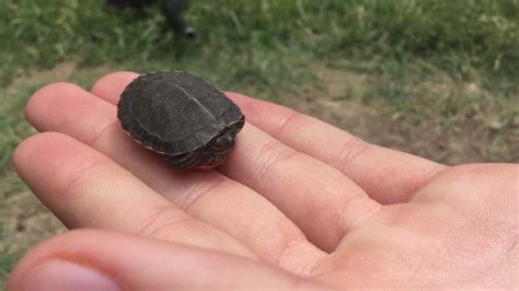Worlds Smallest Turtle