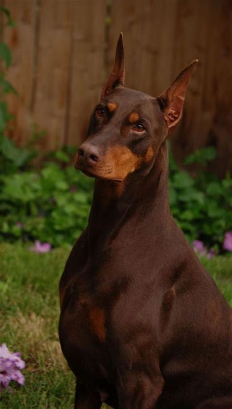 Red And Rust Doberman