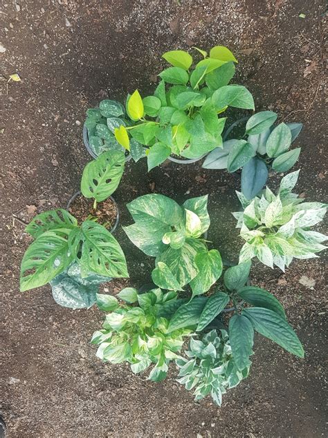 پتوس پتوس حصیری پتوس ابلق پتوس چروک پتوس نئون پتوس ببری پ عکس ویسگون