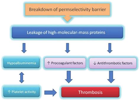 Pathogenesis Of Hypercoagulability In The Nephrotic Syndrome Download Scientific Diagram