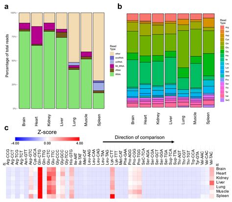 Decoding Codon Bias The Role Of Trna Modifications In Tissue Specific Translation