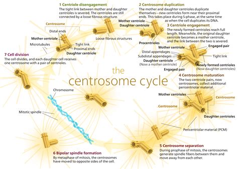 Difference Between Centrosome And Centriole Difference Between