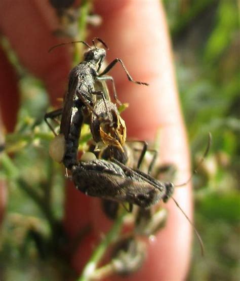 Mating Bugs BugGuide Net