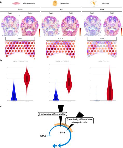 Multimodal Spatiotemporal Transcriptomic Resolution Of Embryonic Palate Osteogenesis Pmc