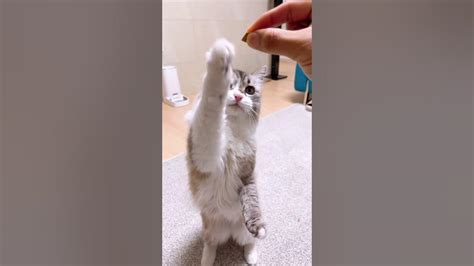고양이 과자가 너무 맛있어서 두발로 서있는레티 Youtube