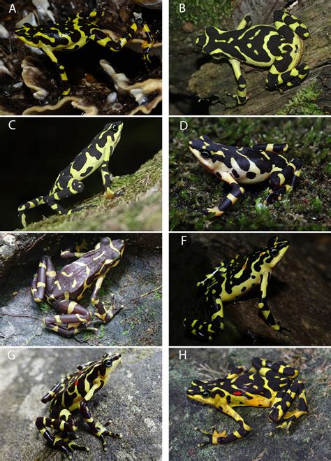 Variants Of Variable Harlequin Toad Atelopus Varius Morph A In