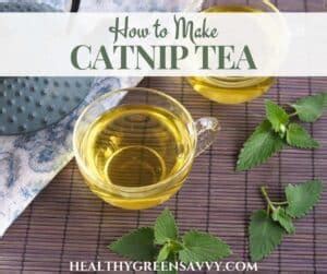 How To Make Catnip Tea Recipe For Cats Humans