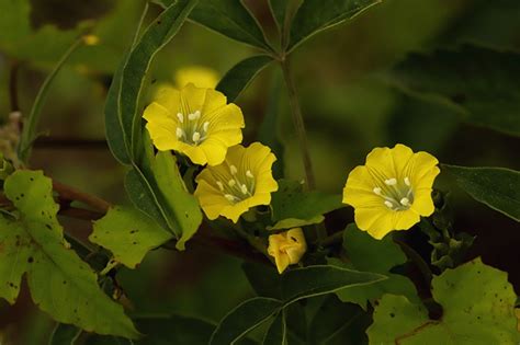 篱栏网黄花香 中关村在线摄影论坛