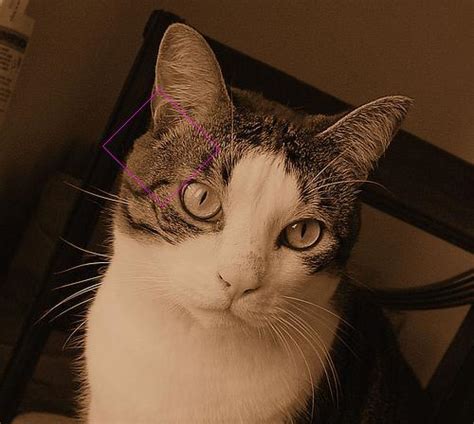 Java Getting The Correct Polygon To Show In Image Stack Overflow