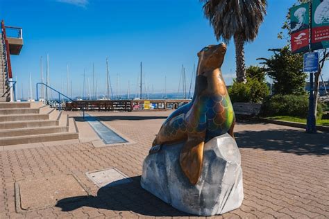 Premium Photo Colorful Sea Lion Sculpture At Marina San Francisco