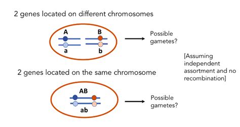 Solved 2 Genes Located On Different Chromosomes 2 Genes