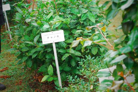 漢方って何なのだろう 散歩でみつけた植物をお茶にしていただく ゆるめる23時 Hanako Web