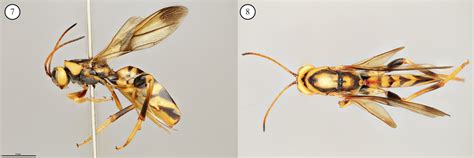 Key To Families And Tribes Of World Cynipoidea Waspweb