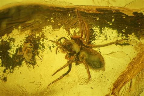 Fossil Spiders In Amber For Sale