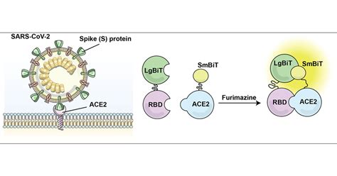 Abp Renilla Luciferase Assay Kit Abp Biosciences 51 Off
