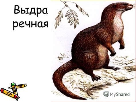 Презентация на тему Животные занесённые в Красную книгу Животные занесённые в Красную книгу