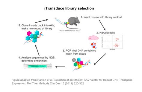 Genscript Showcased Precision Mutant Library And Crispr Services At Asgct2021 Genscript