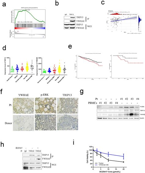 Trip13 Regulates Mapk Erk Pathway Via Ywhae A Rna Seq Analysis Of The Download Scientific