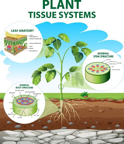 Diagram Showing Plant Tissue Systems 1992904 Vector Art At Vecteezy