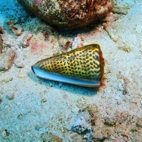 The Ultimate Seashell Identification Guide Artofit