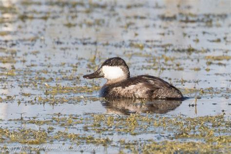 Ruddy Duck Catandturtle