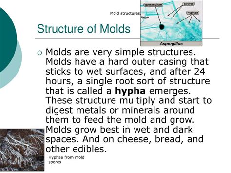 Ppt Molds Structures Types And Importance To Us Powerpoint