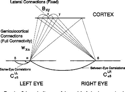 Figure 1 From A Correlational Model For The Development Of Disparity