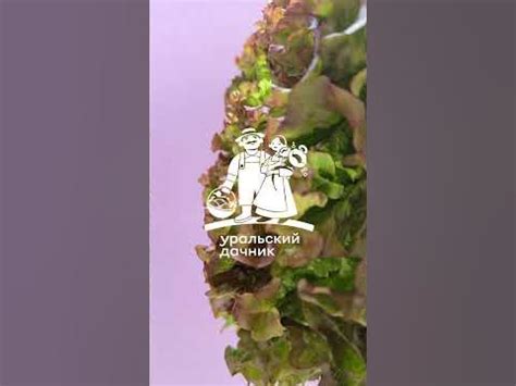 Салат Лолла росса - YouTube