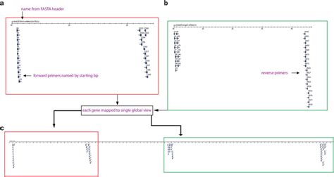 PrimerMapper Graphical Outputs A B A Sample Graphical Output