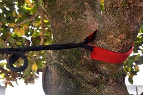 Tree Cabling And Tree Bracing Services Melbourne