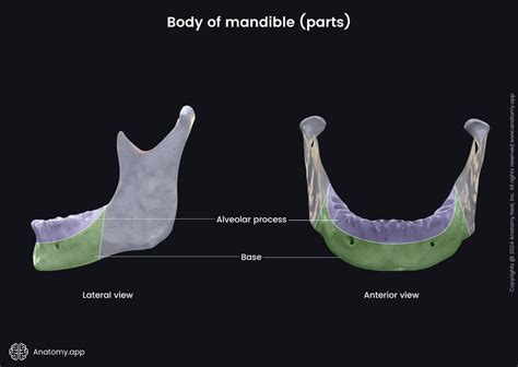 Mandible Encyclopedia Anatomyapp Learn Anatomy 3d Models Articles And Quizzes